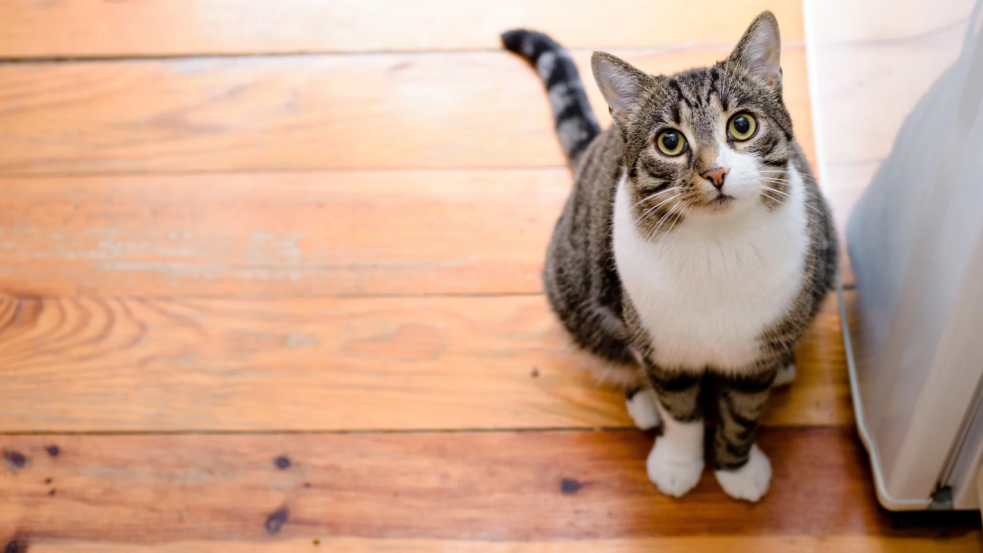 Community Outreach | Waterville Animal Group